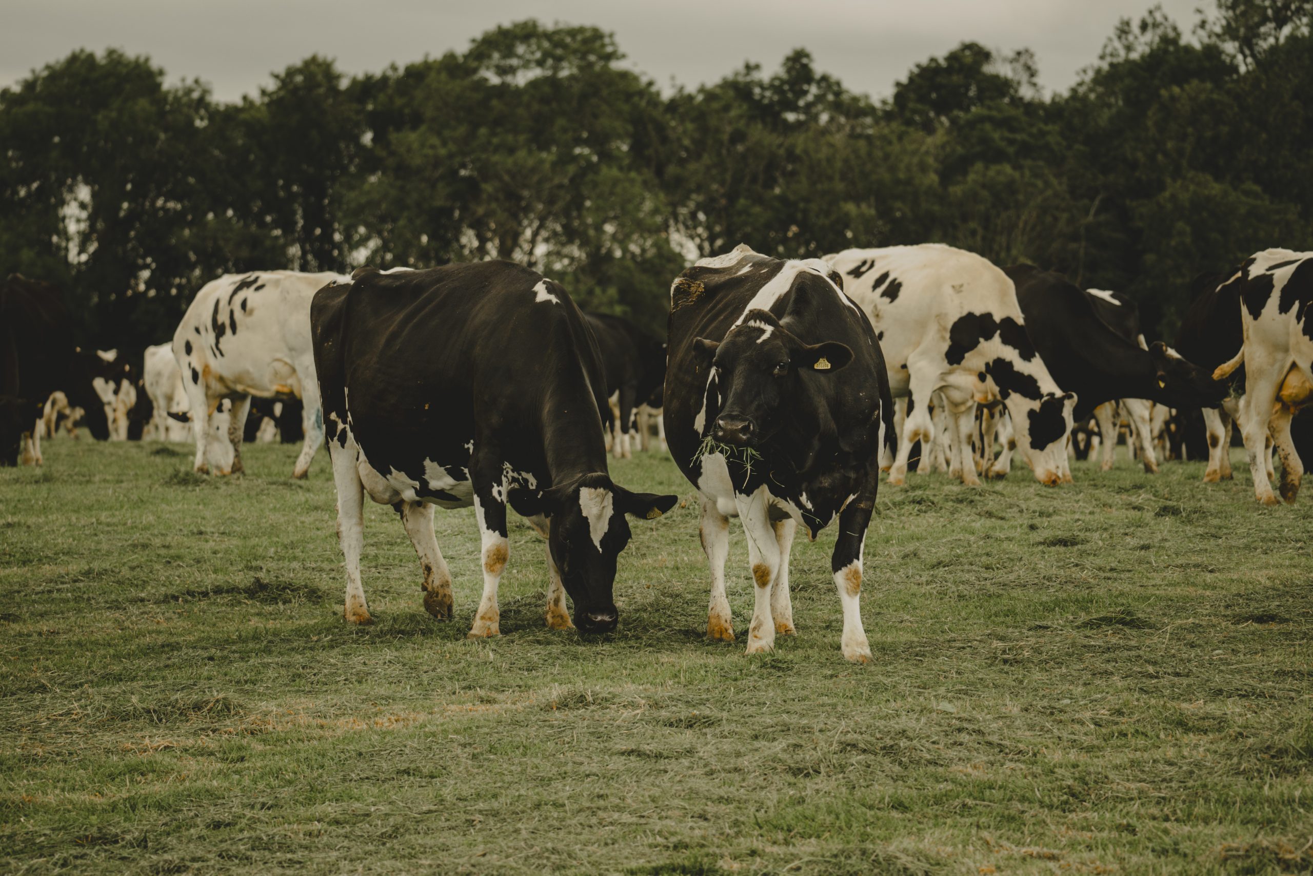 Home - Forage Technology